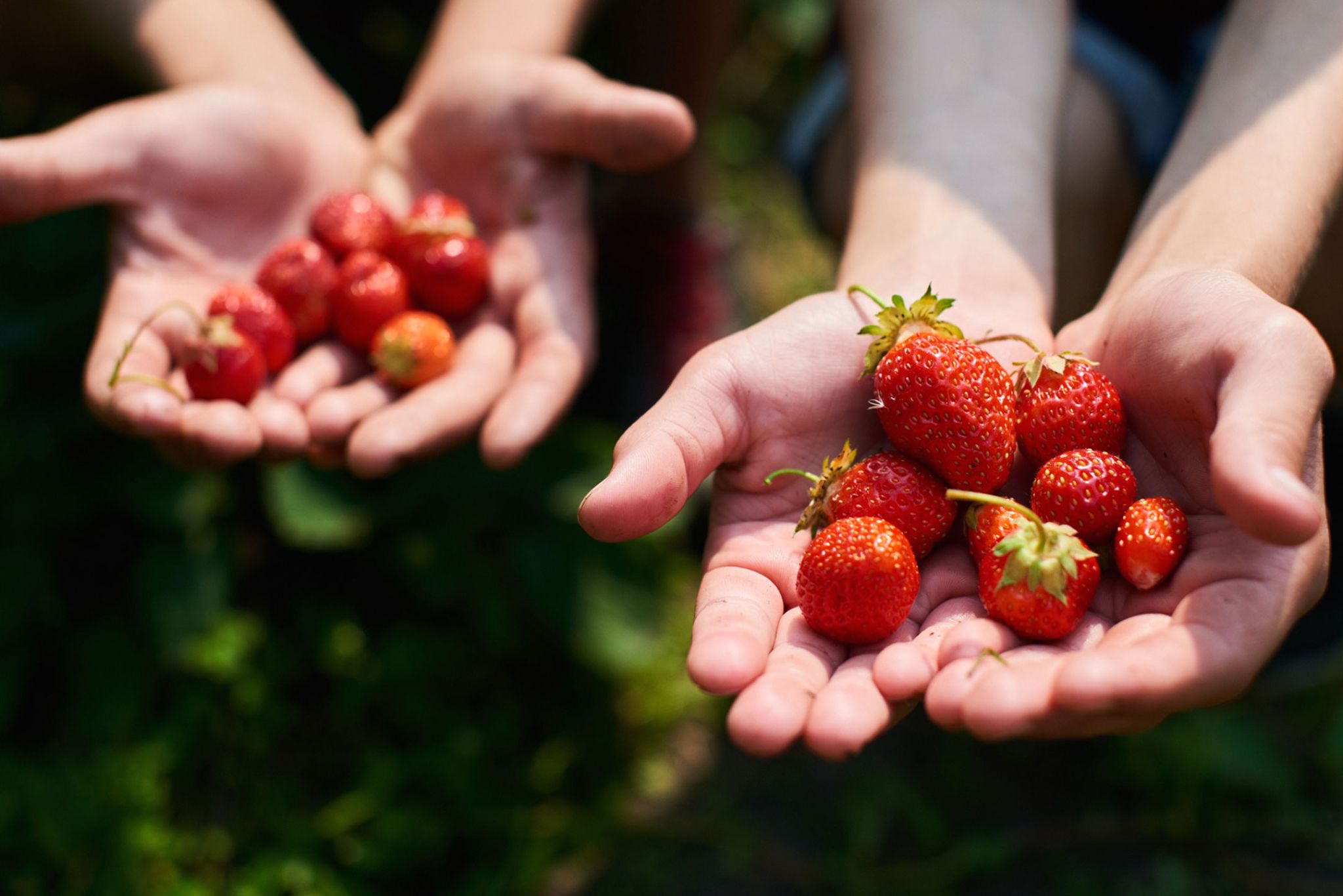 Erdbeeren: Kalorien, Nährwerte und Vitamine | Migros iMpuls