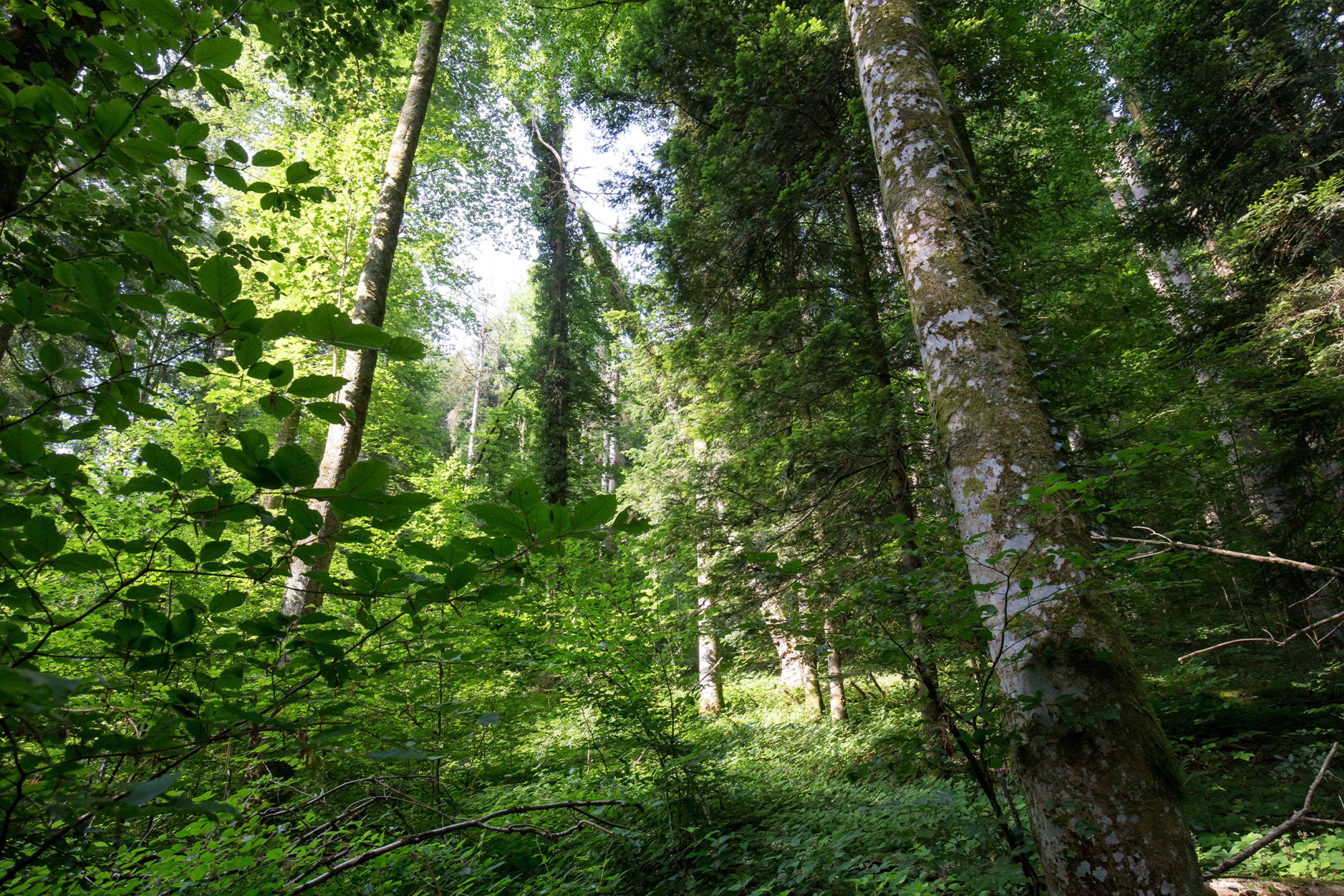 9 Spaziergänge durch schöne Schweizer Wälder | Migros iMpuls