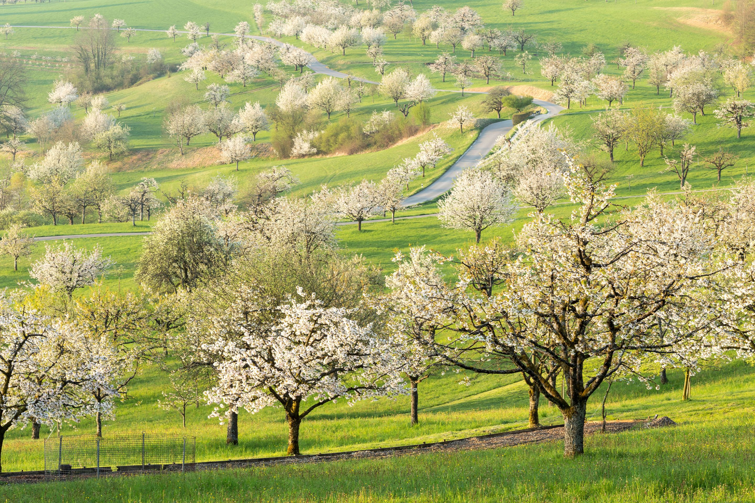 Cerisiers en fleurs en Suisse: 6 randonnées florales | Migros iMpuls