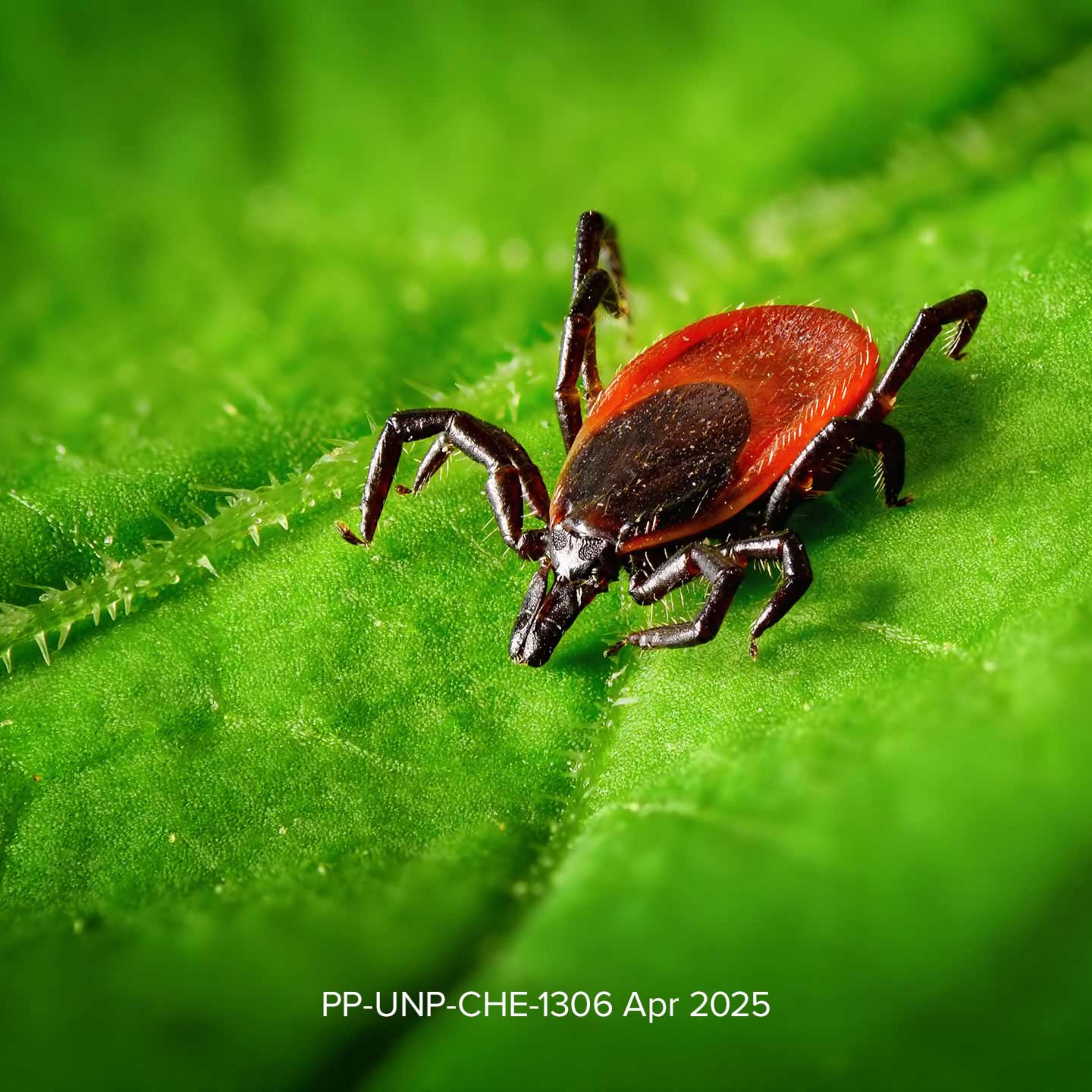 Rezept: Gebratene Udon-Nudeln | Migros iMpuls