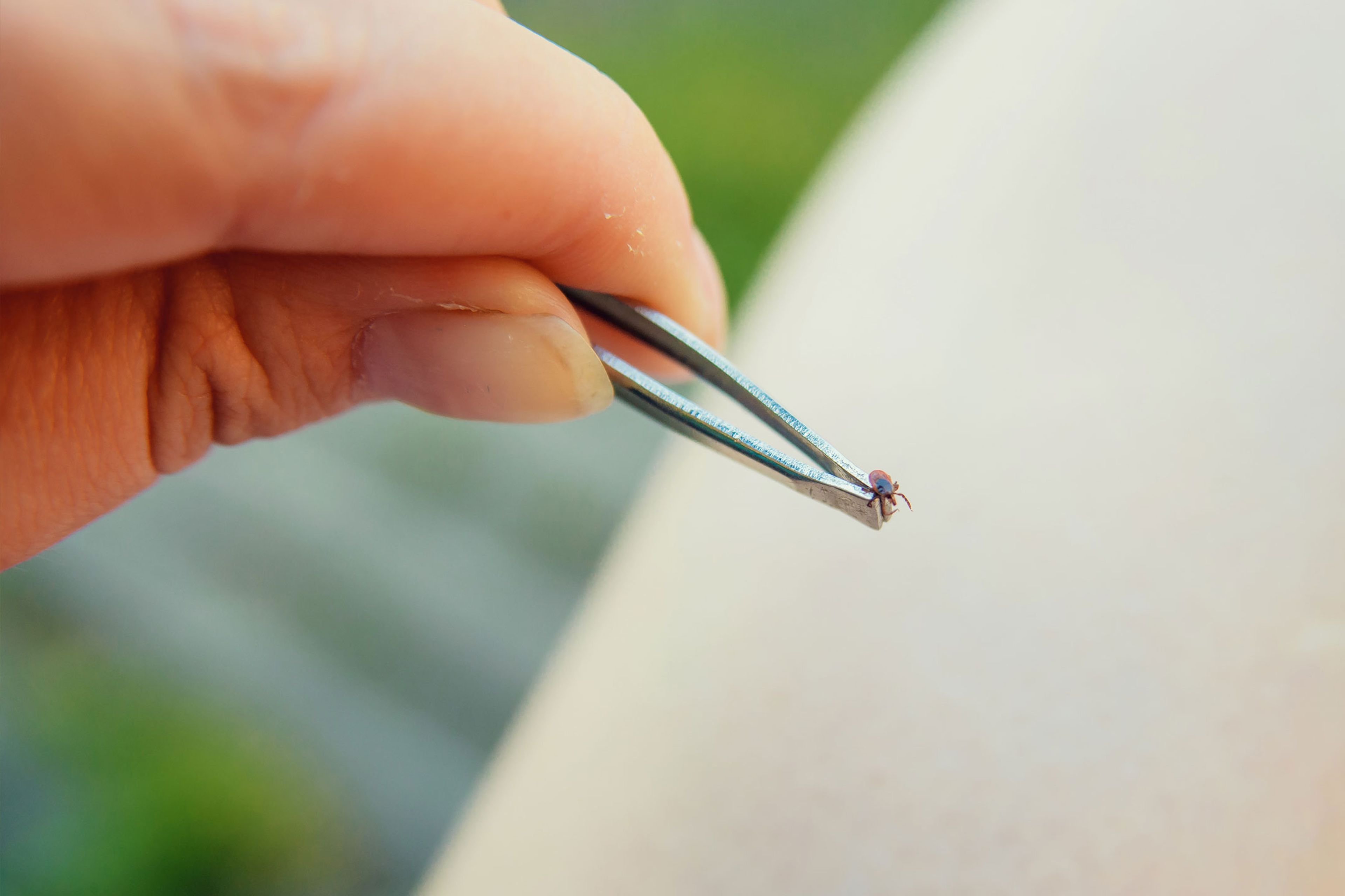 Que faire après une piqûre de tique? | Migros iMpuls