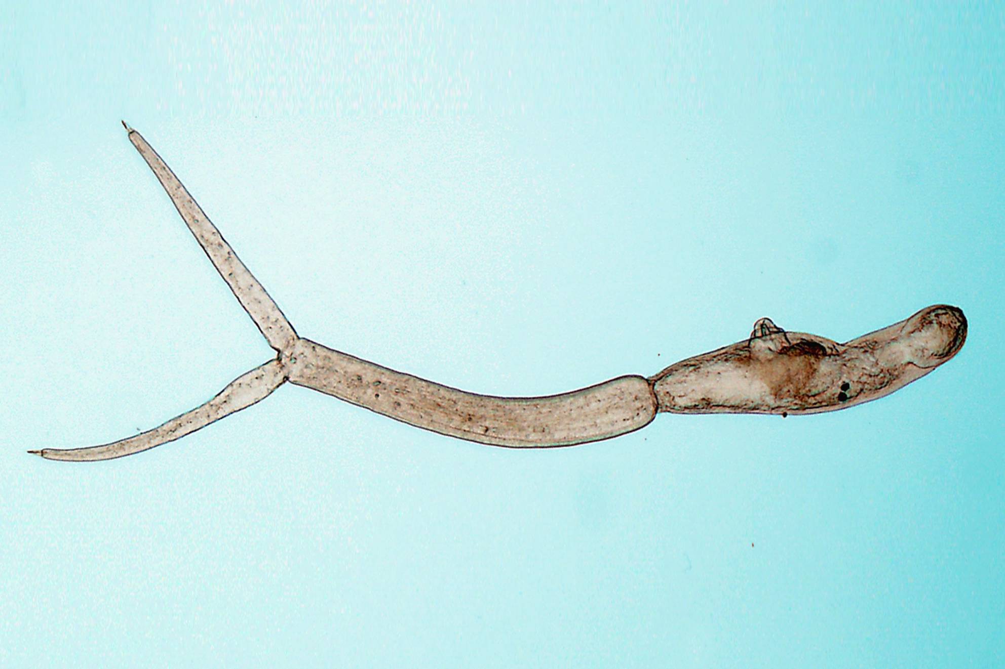 Puces de canard: propagation et symptômes | Migros iMpuls