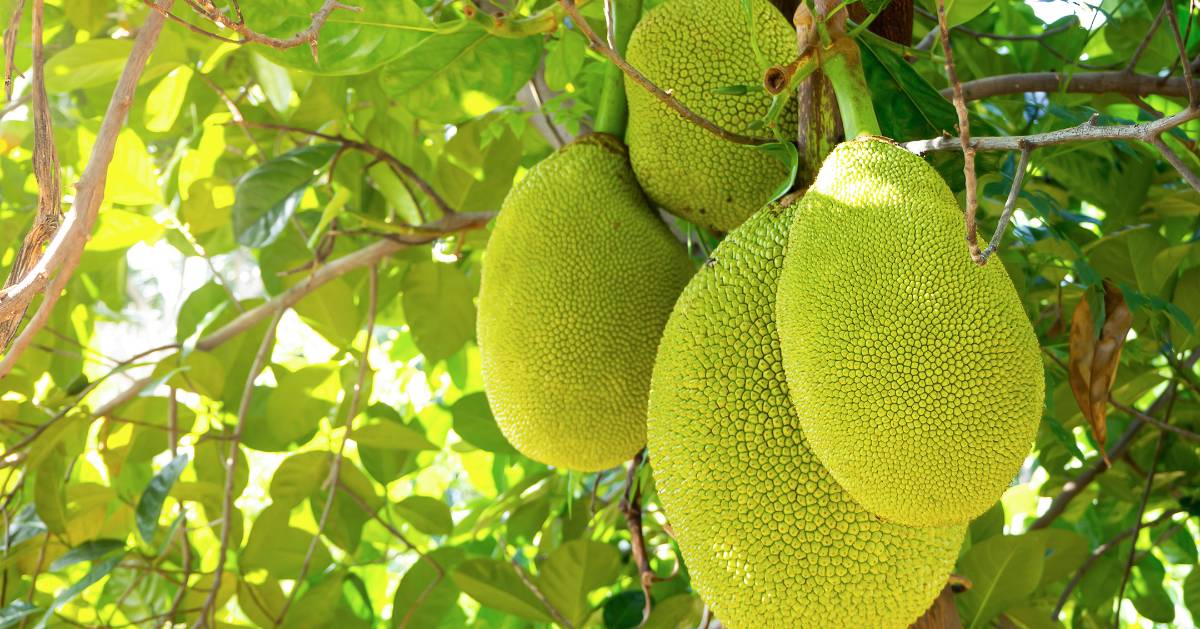 Pomme jacque: origine, nutriments, recettes | Migros iMpuls